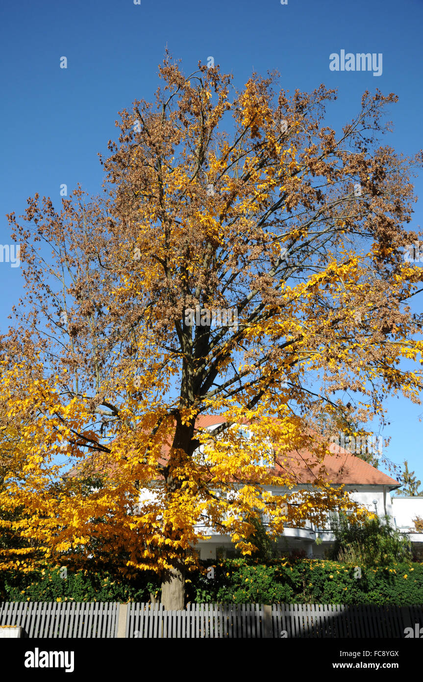Hornbeam seed autumn leaves hi-res stock photography and images - Alamy