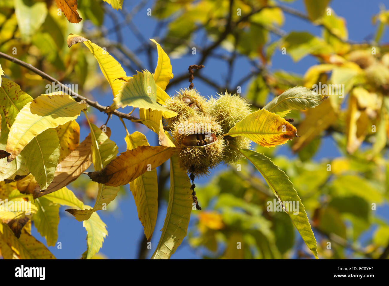 Sweet chestnuts hi-res stock photography and images - Alamy