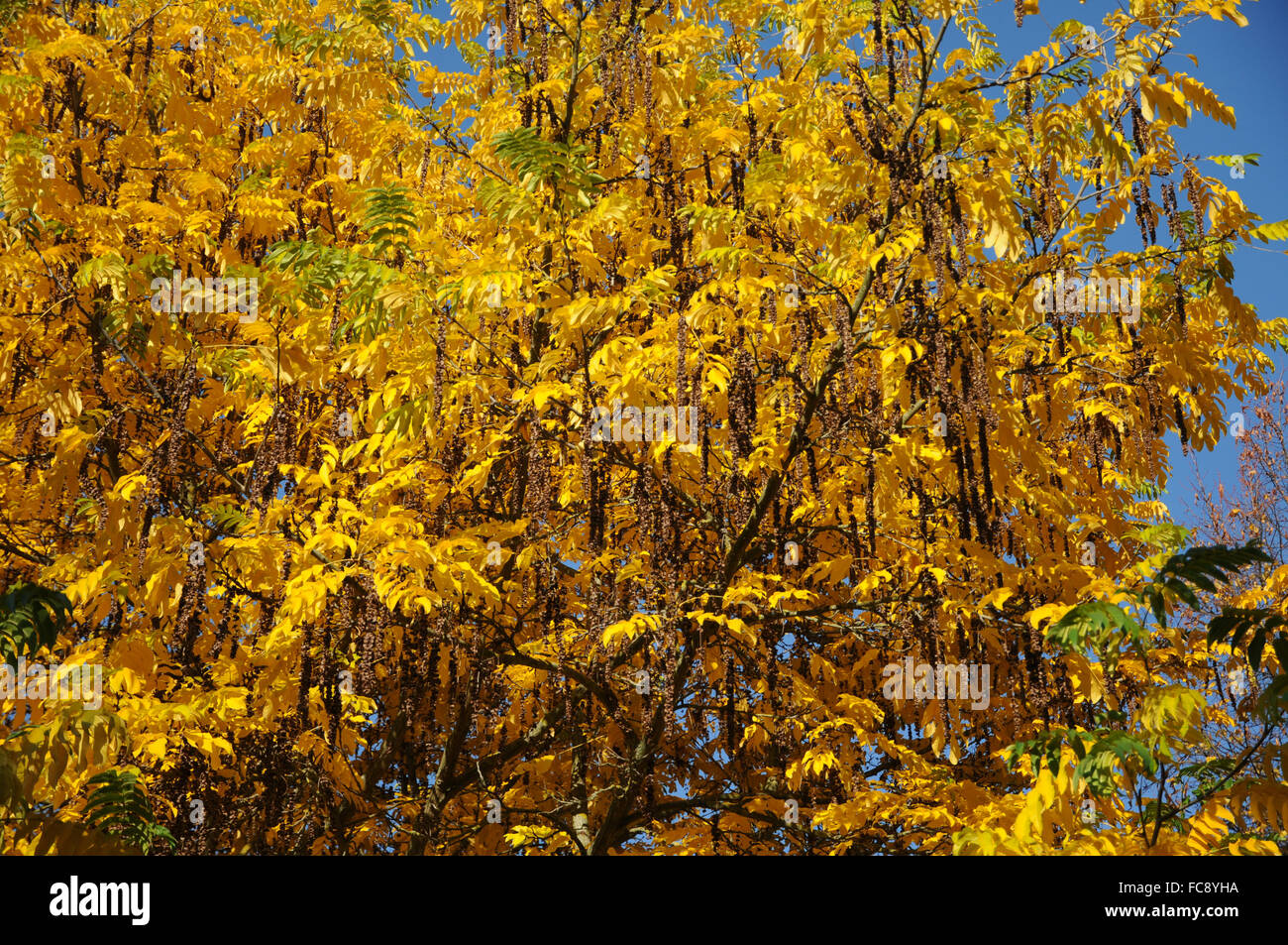 Wingnut fruits hi-res stock photography and images - Alamy
