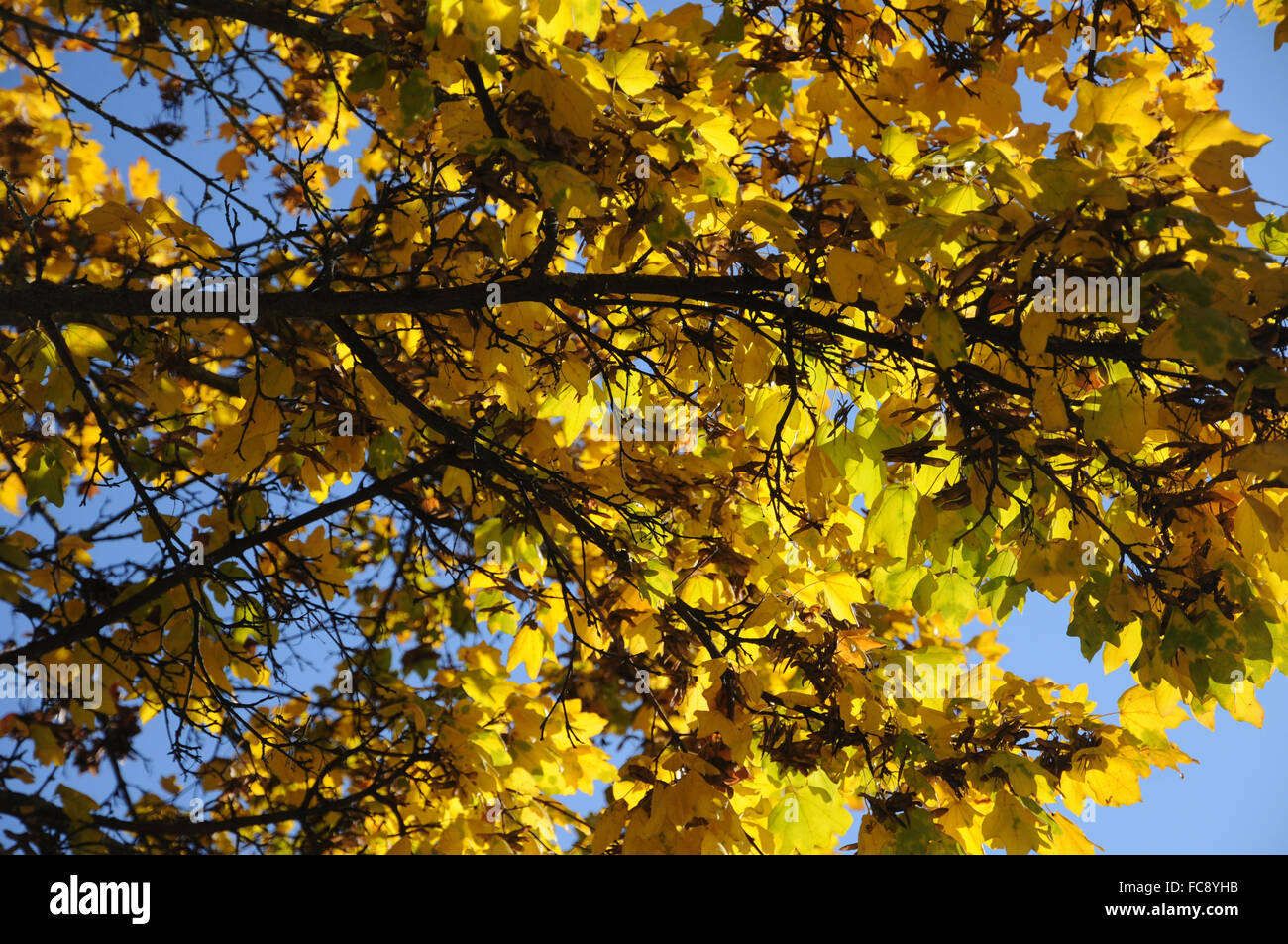 Field maple flowers hi-res stock photography and images - Alamy