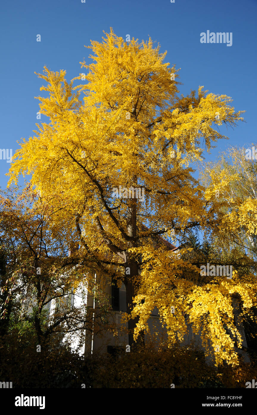 Ginkgo rinde hi-res stock photography and images - Alamy