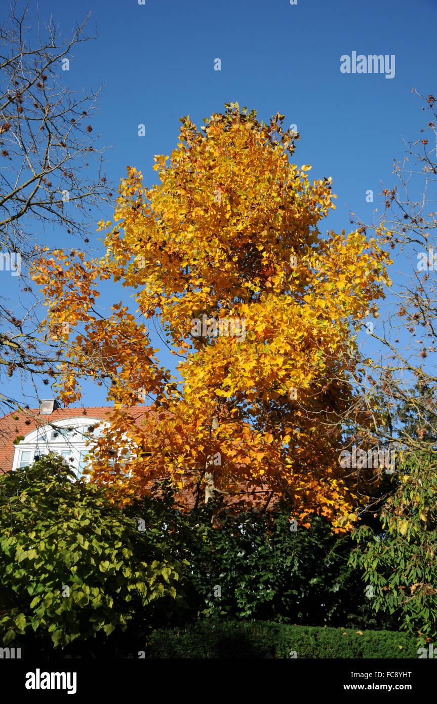 Indian tulip tree flower hi-res stock photography and images - Alamy
