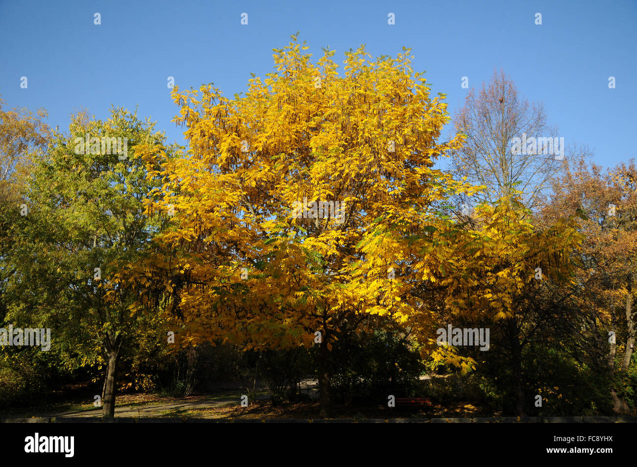 Wingnut fruits hi-res stock photography and images - Alamy