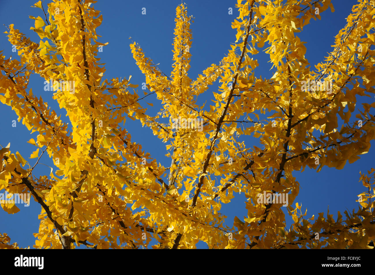 Bo tree leaf hi-res stock photography and images - Alamy