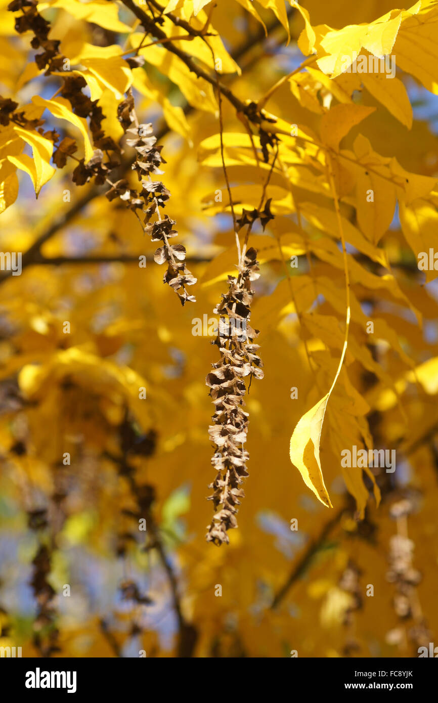 Wingnut fruits hi-res stock photography and images - Alamy