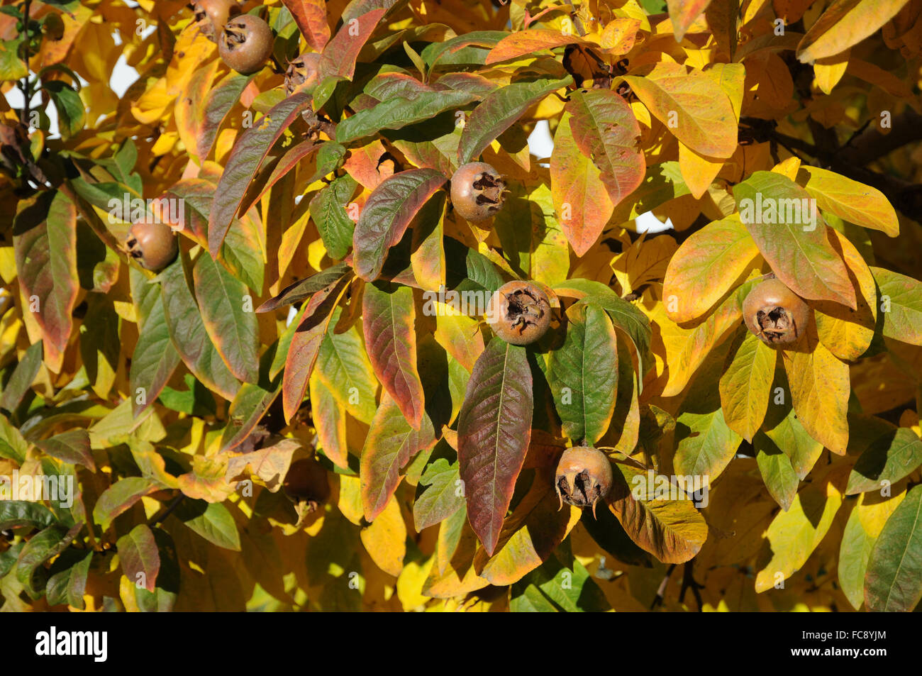 Indian medlar hi-res stock photography and images - Alamy