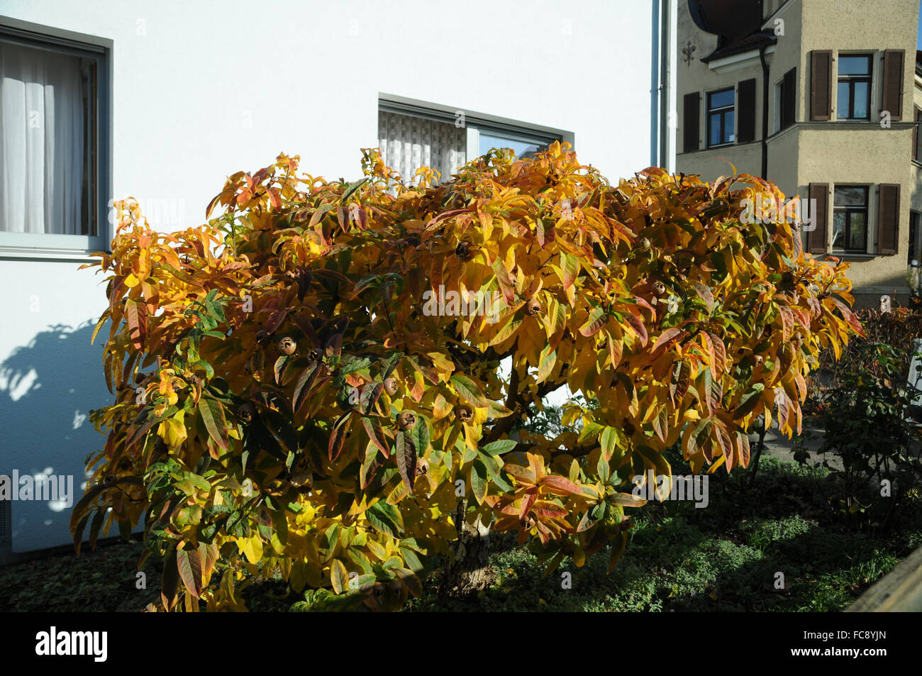 Indian medlar hi-res stock photography and images - Alamy