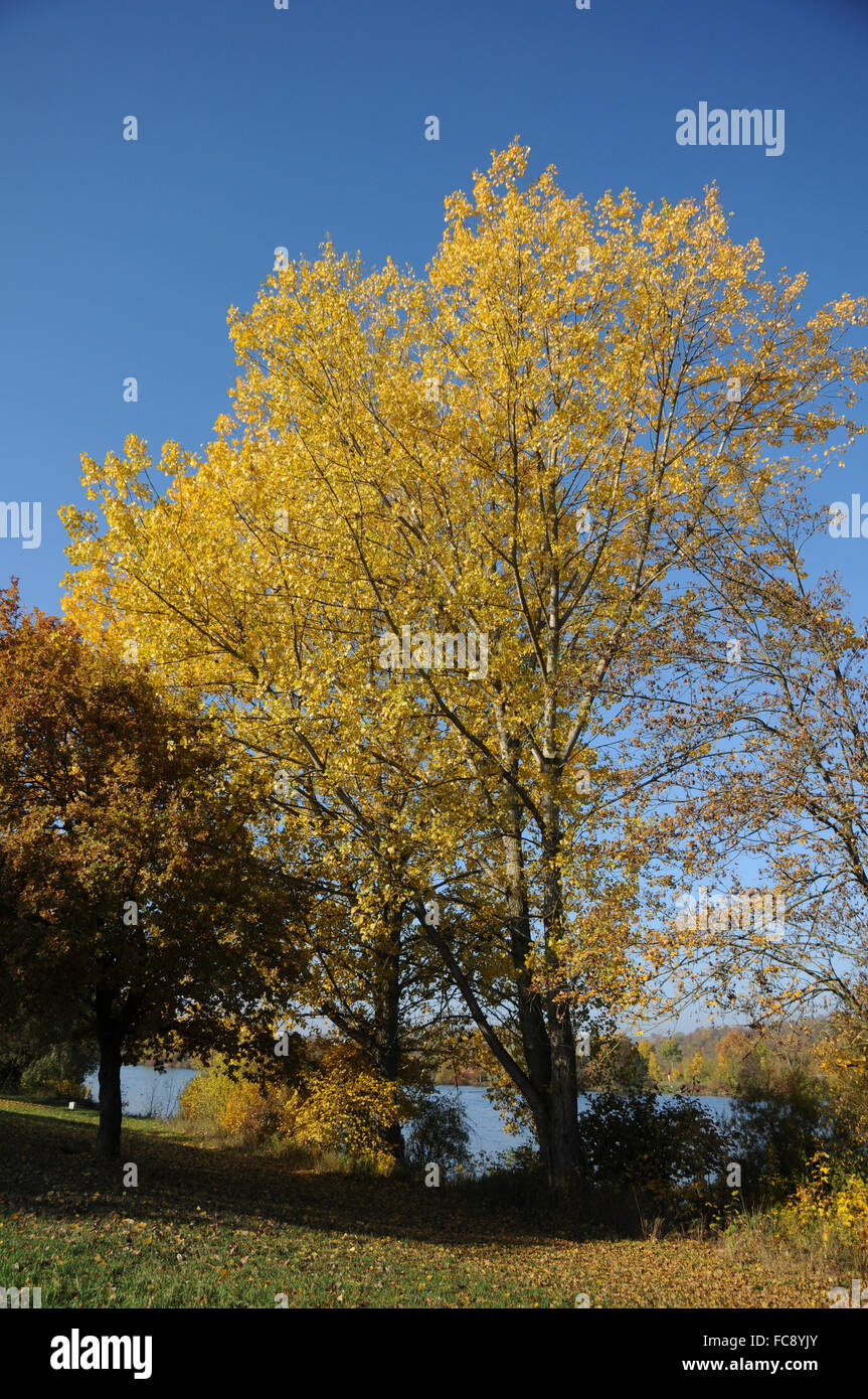 Canadian poplar or canadian poplar populus x canadensis hi-res stock ...