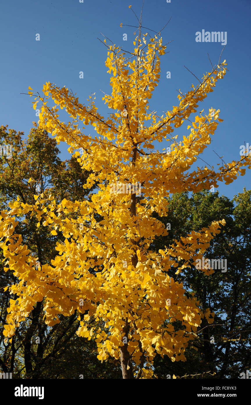 Ginkgo rinde hi-res stock photography and images - Alamy
