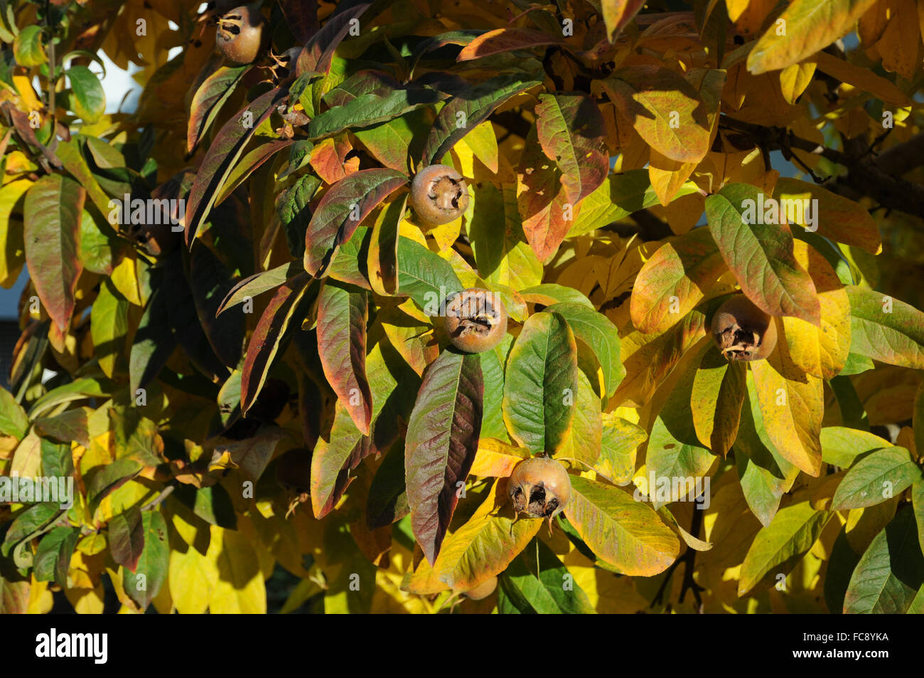 Indian medlar hi-res stock photography and images - Alamy