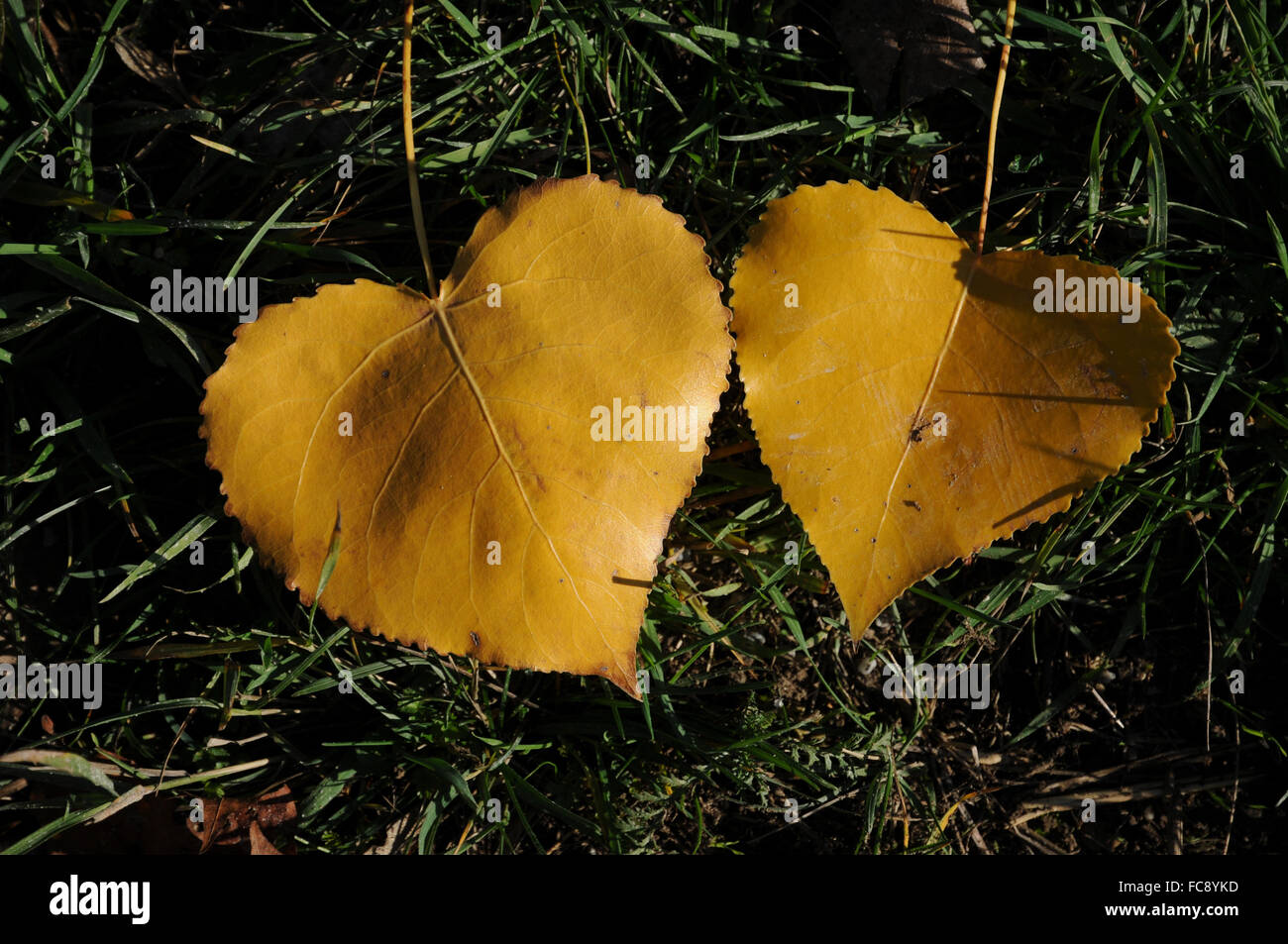 Canadian poplar populus x canadensis hi-res stock photography and ...