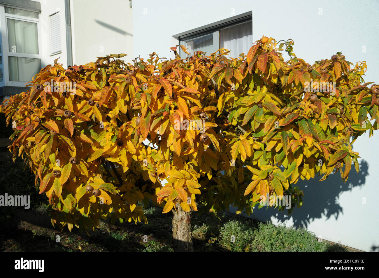 Indian medlar hi-res stock photography and images - Alamy