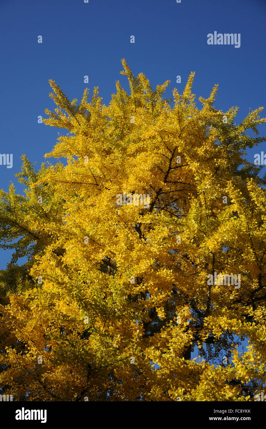 Ginkgo rinde hi-res stock photography and images - Alamy