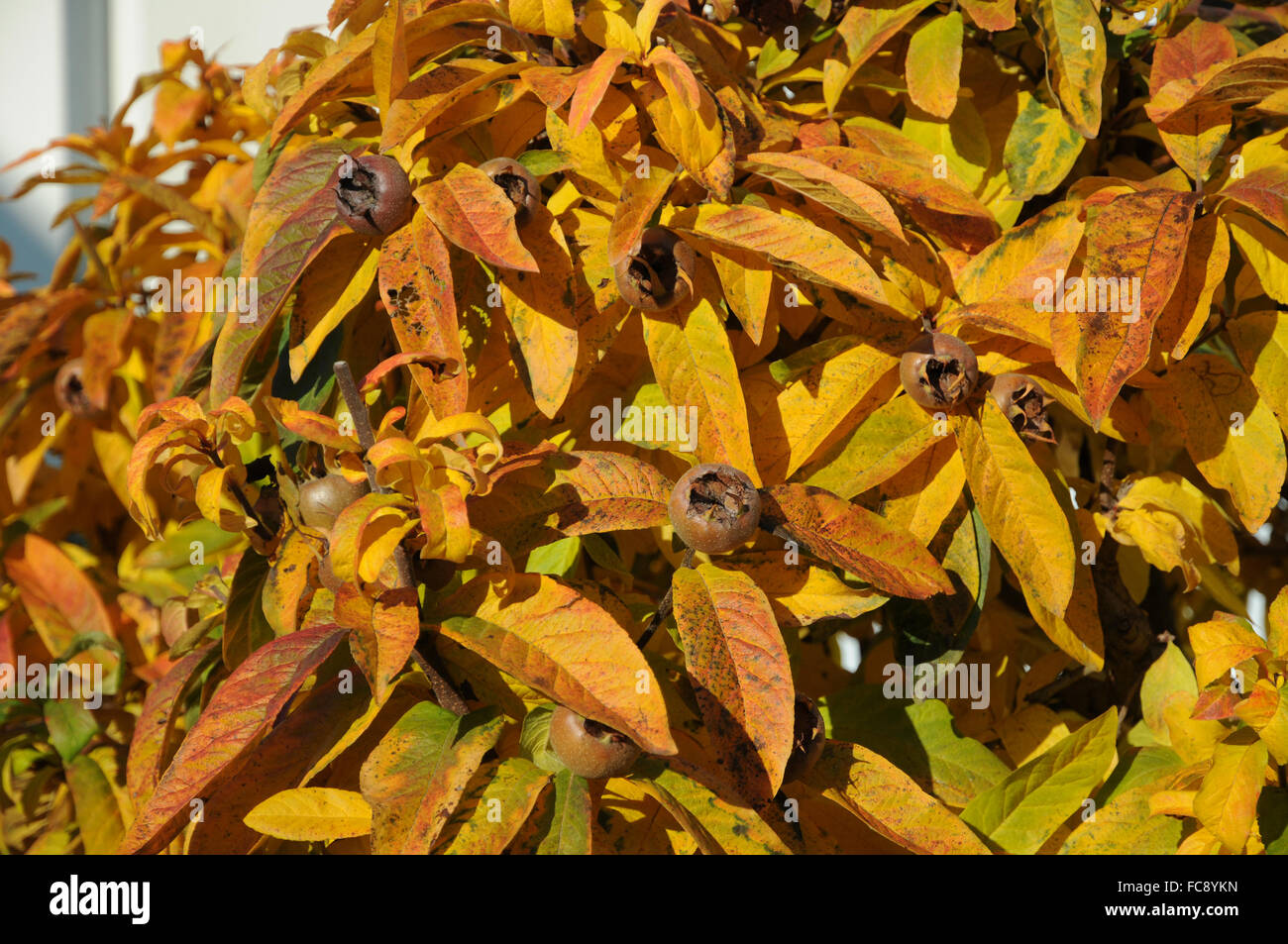Indian medlar hi-res stock photography and images - Alamy