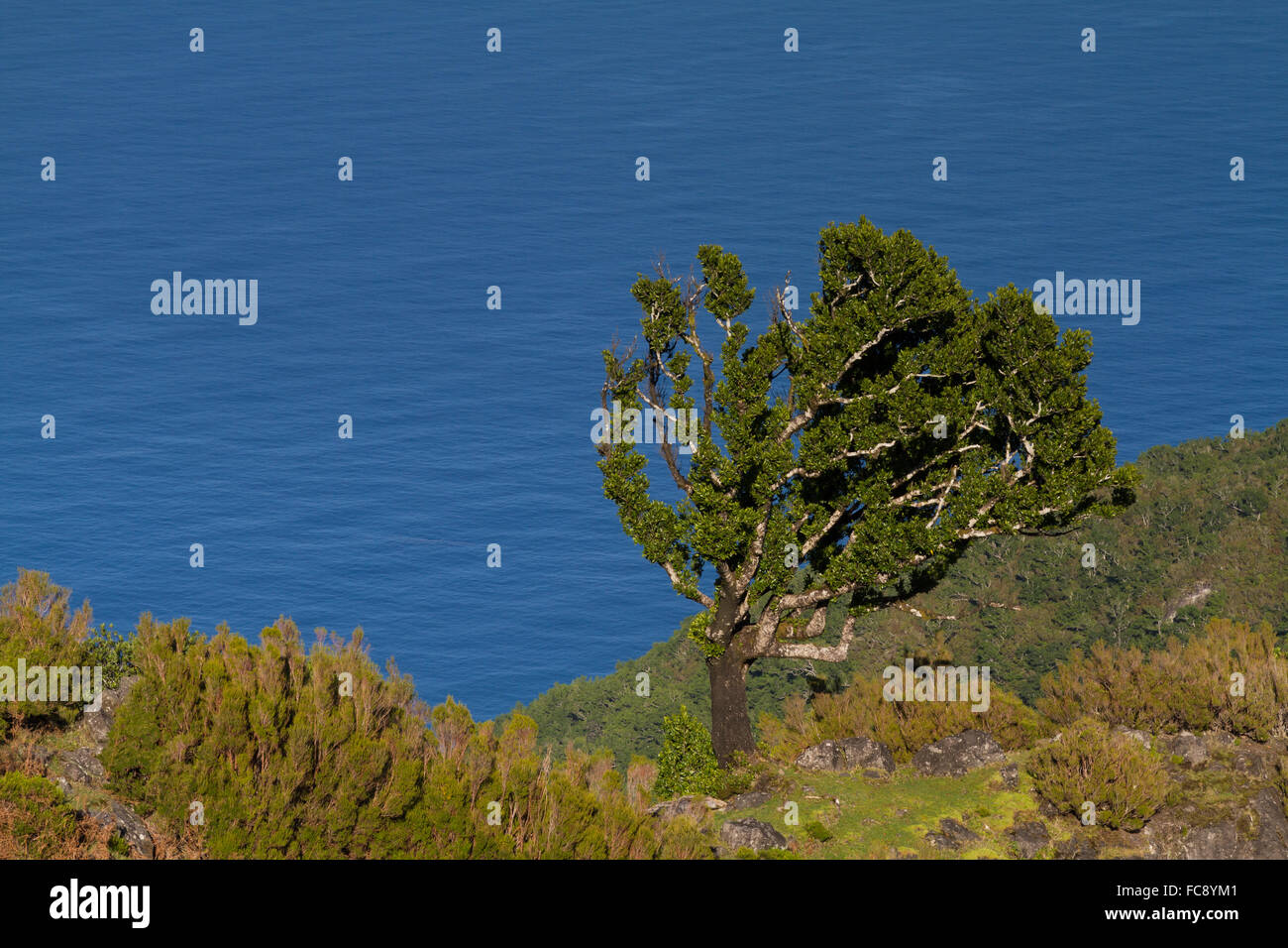 Ancient laurel tree high above the coastline of the north coast of ...