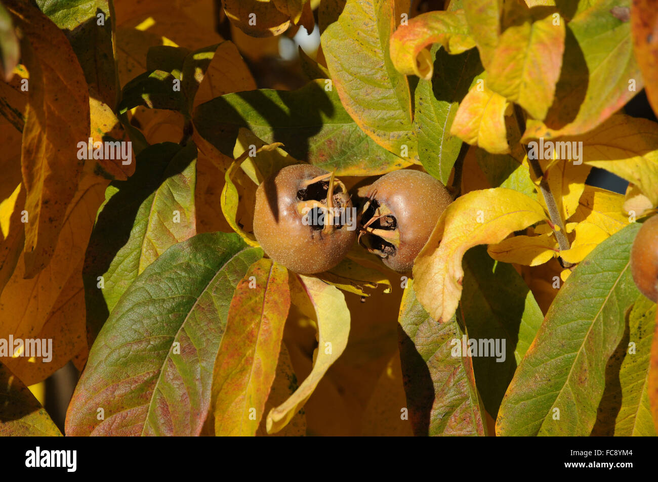 Indian medlar hi-res stock photography and images - Alamy