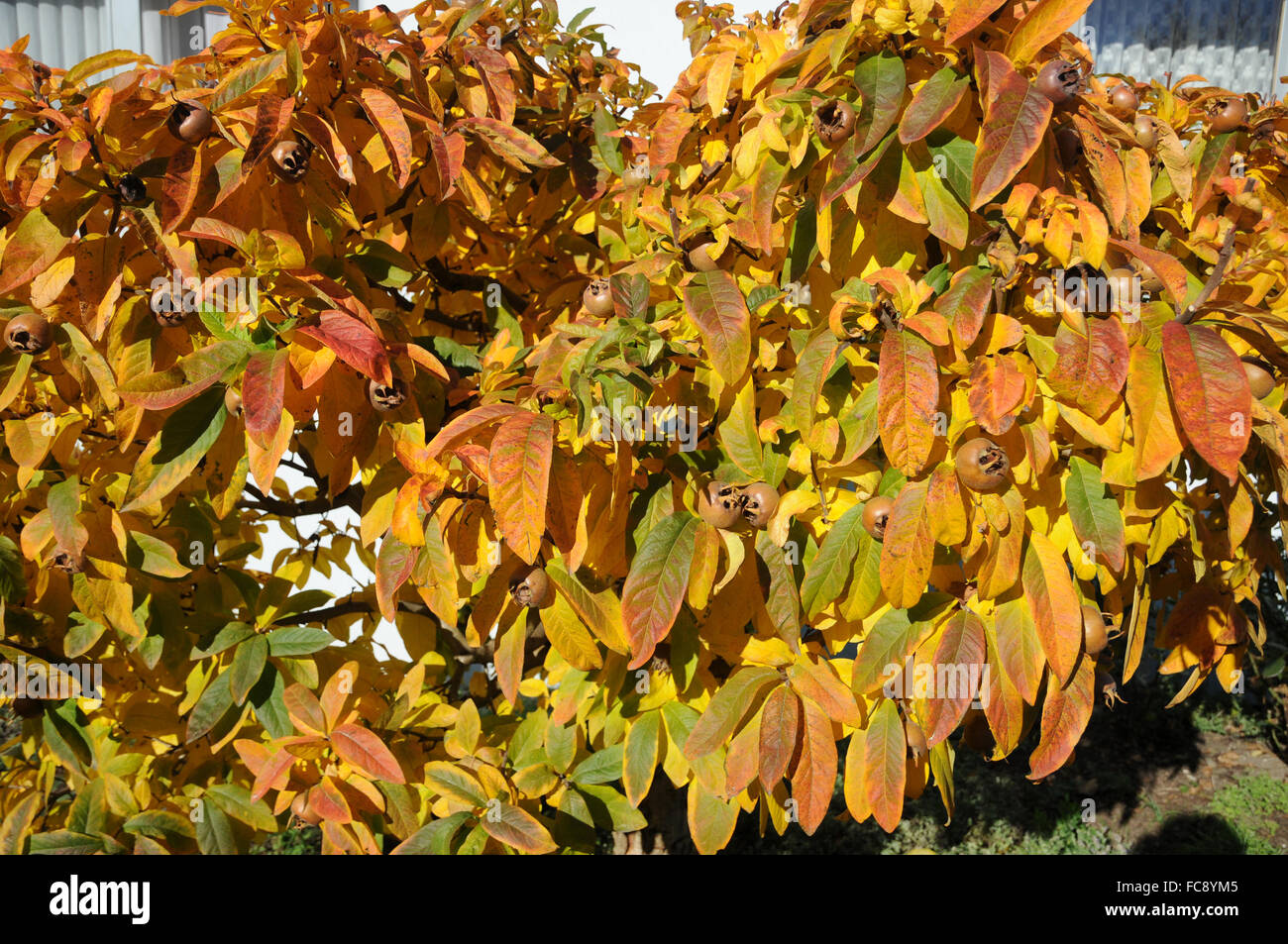 Indian medlar hi-res stock photography and images - Alamy