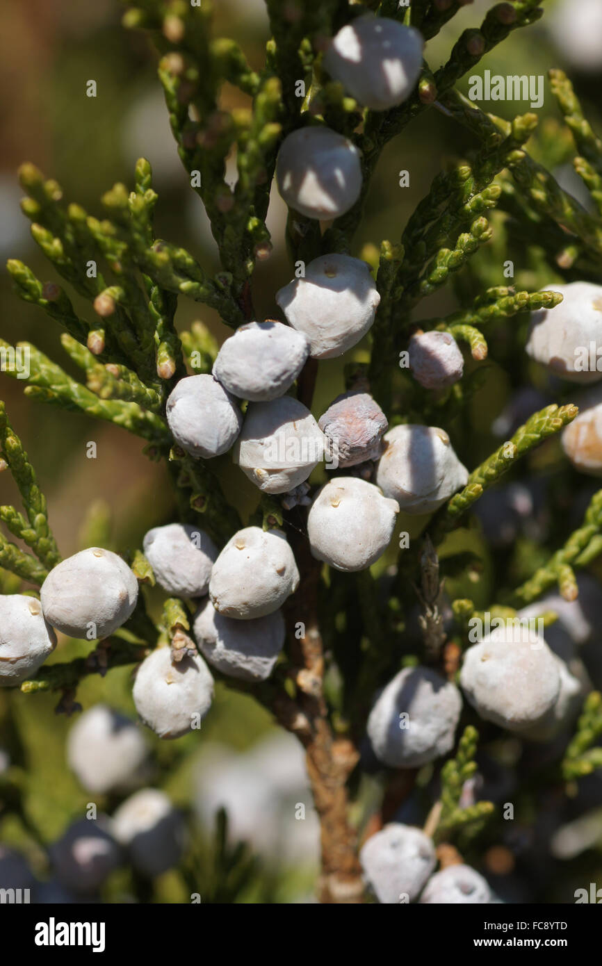 Eastern Red Cedar Stock Photos & Eastern Red Cedar Stock Images - Alamy