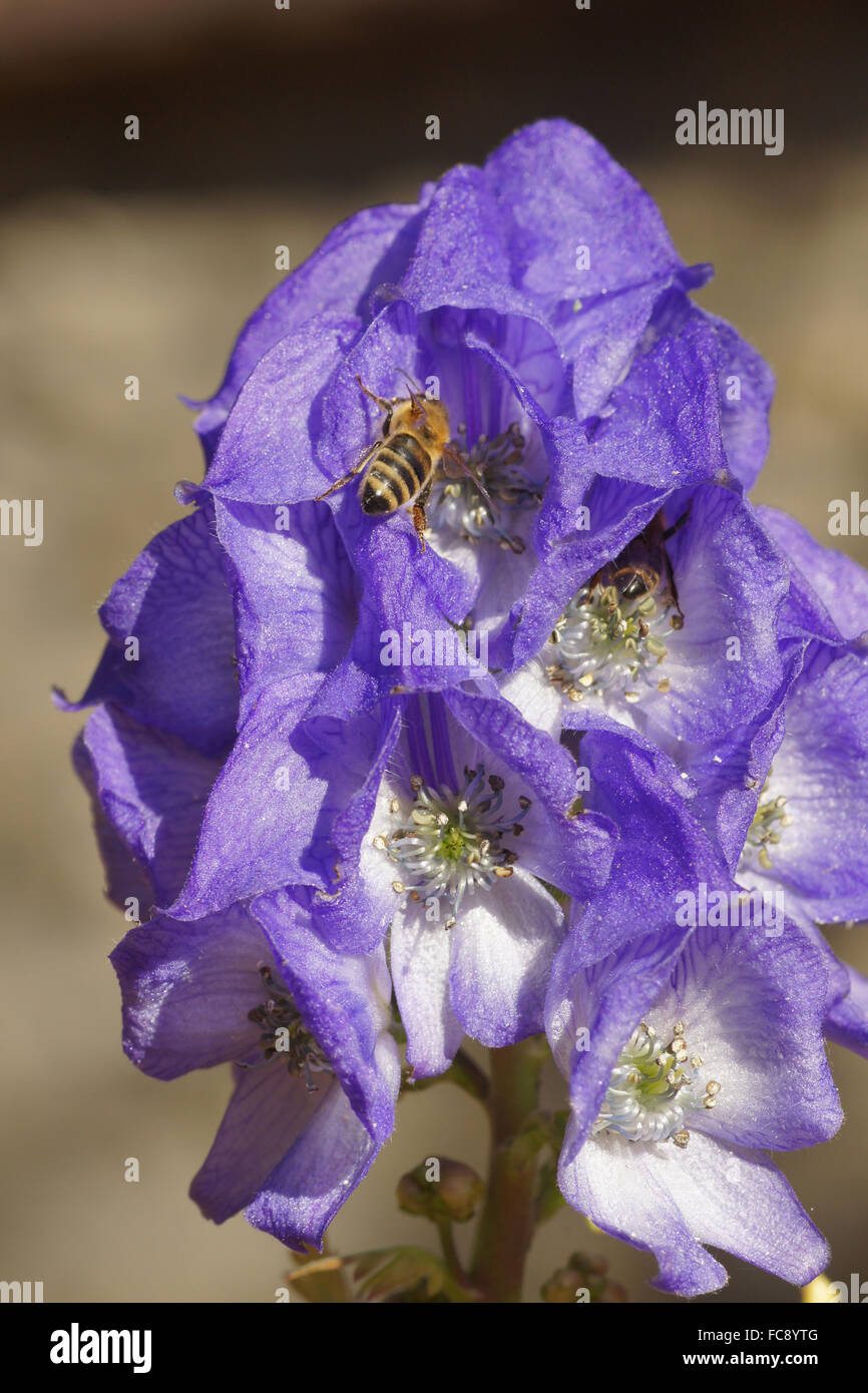 Indian aconite hi-res stock photography and images - Alamy