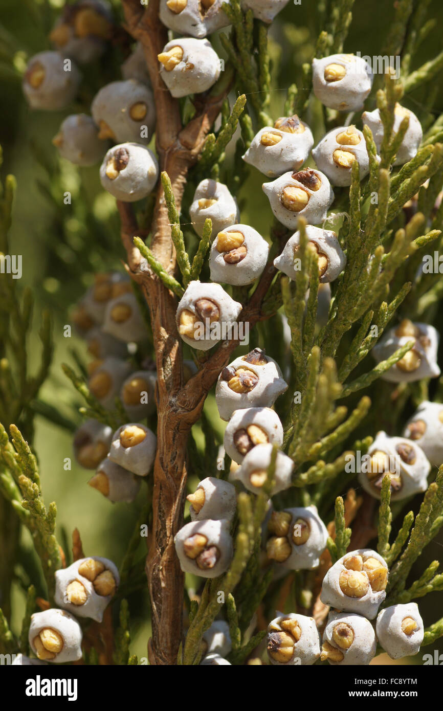 Eastern Red Cedar Stock Photo - Alamy