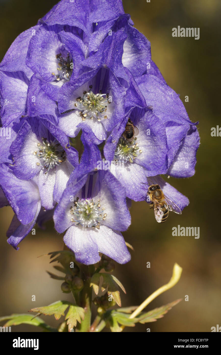 Indian aconite hi-res stock photography and images - Alamy