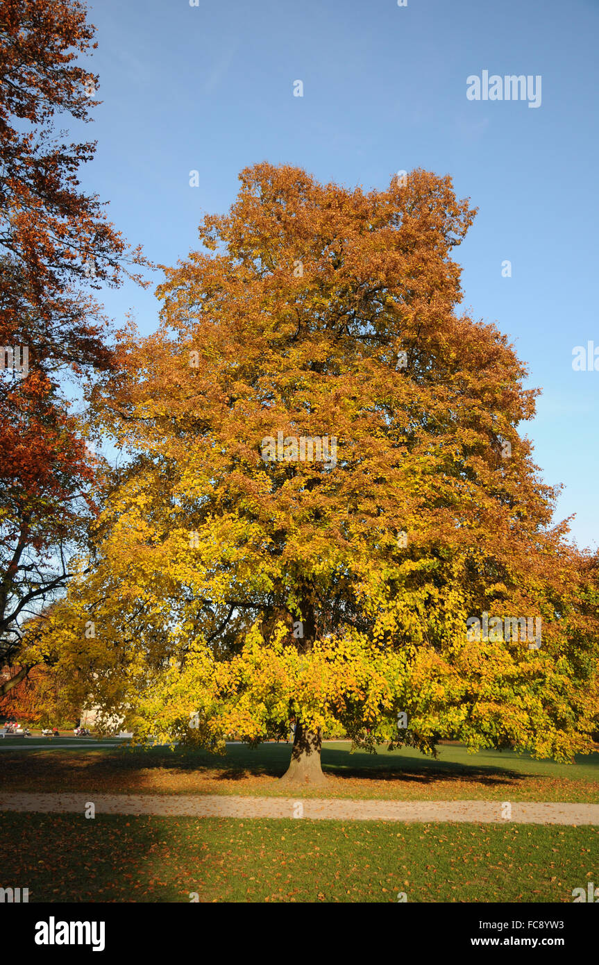 Common Lime Tree Autumn Leaf High Resolution Stock Photography and ...