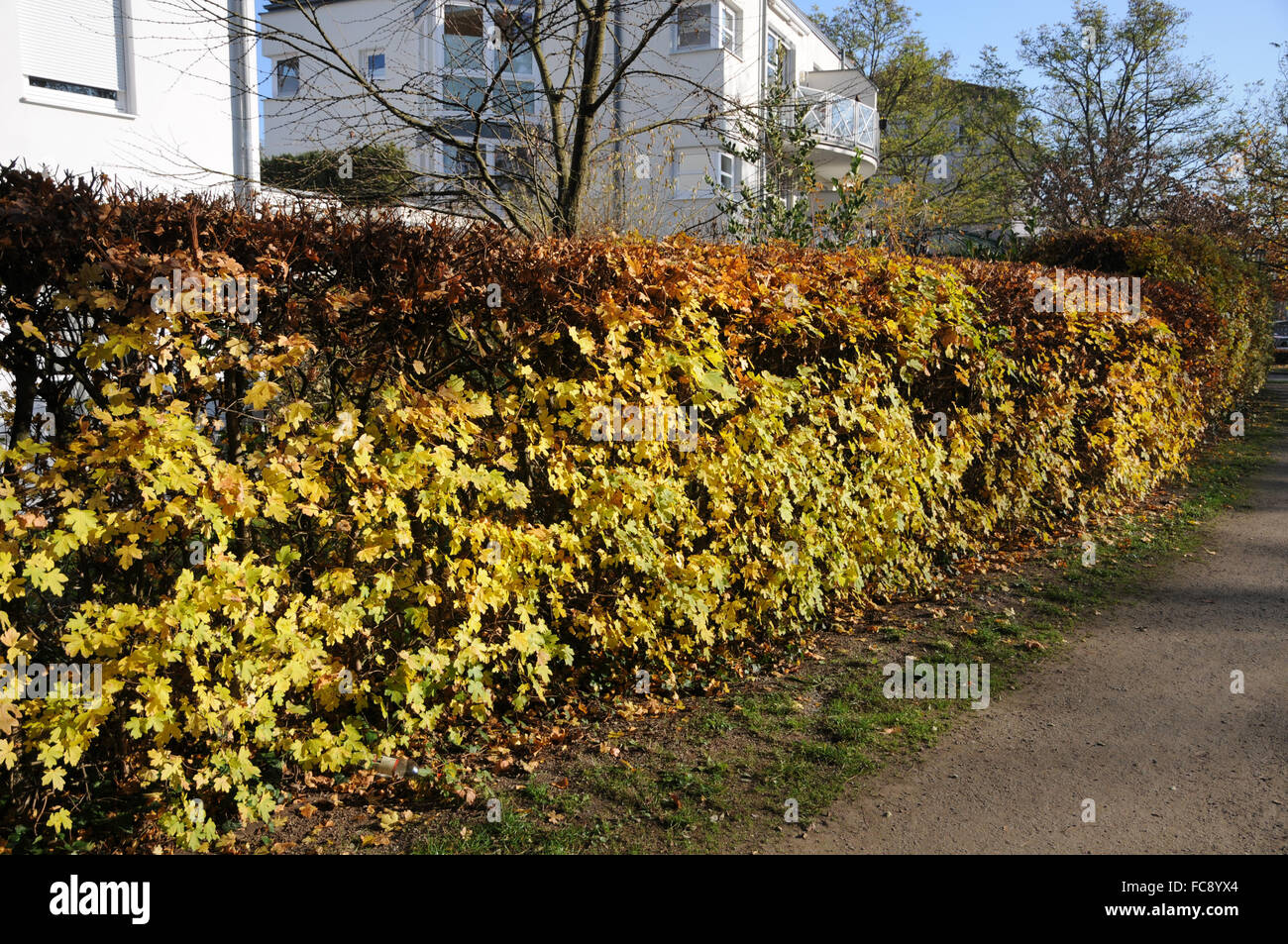 Field maple hedge hi-res stock photography and images - Alamy