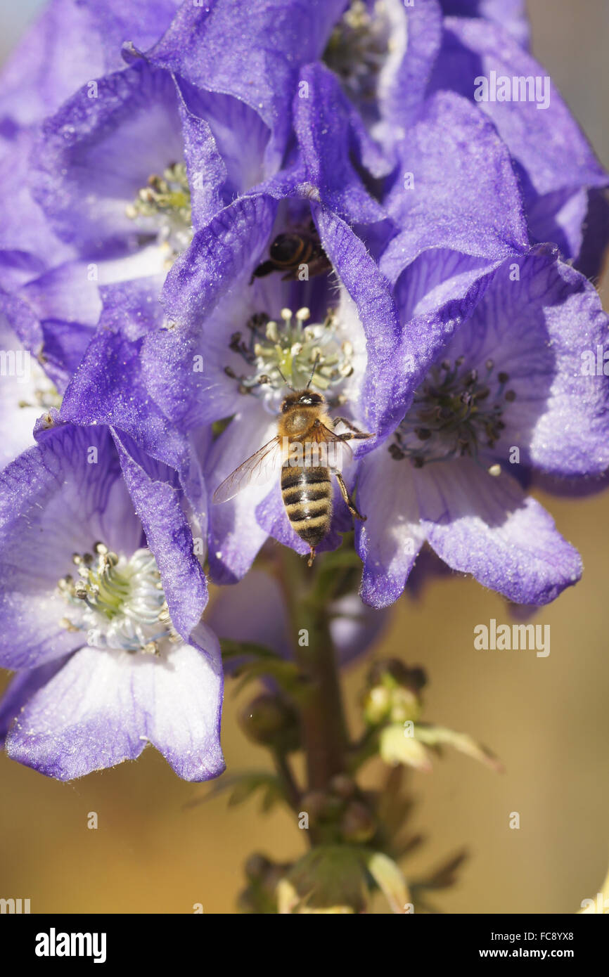 Indian aconite hi-res stock photography and images - Alamy