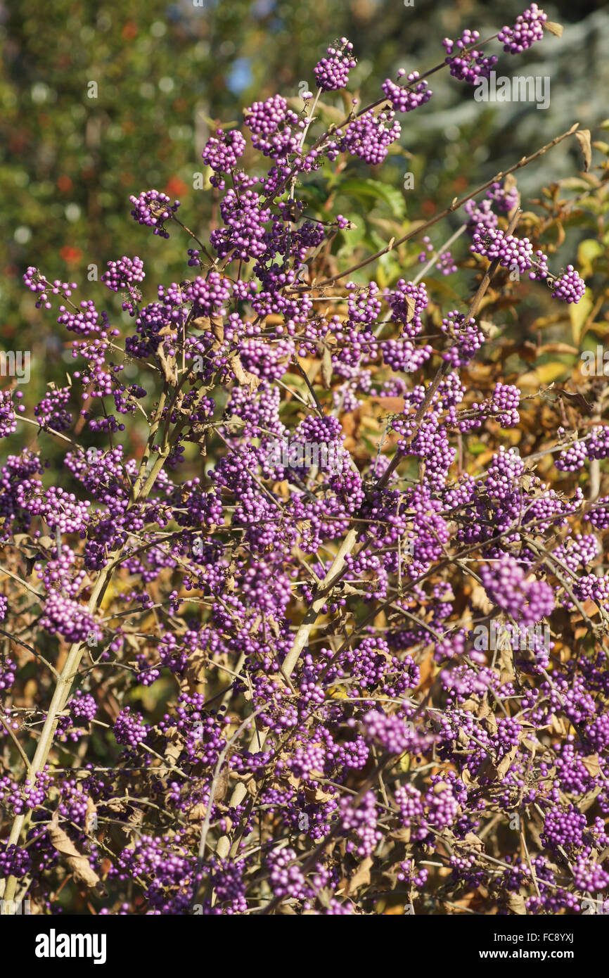 Beautyberry fall autumn hi-res stock photography and images - Alamy