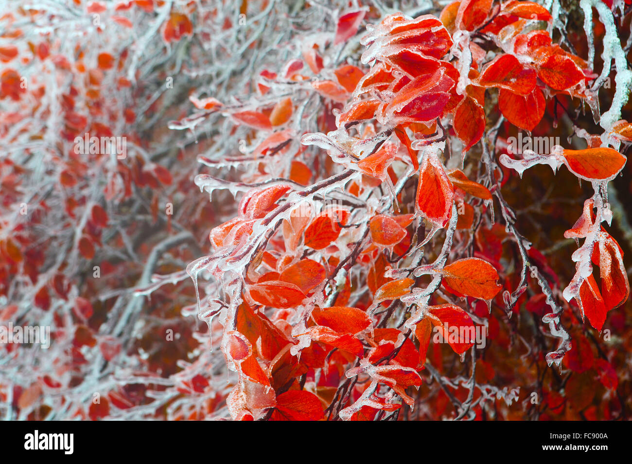 Beech branches covered with ice after snow storms in the Carpathians ...