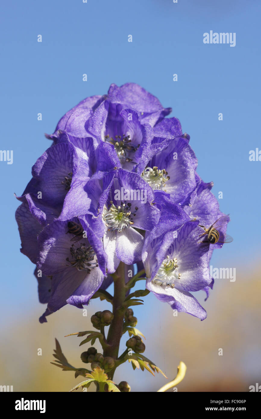 Aconites monkshood hi-res stock photography and images - Alamy