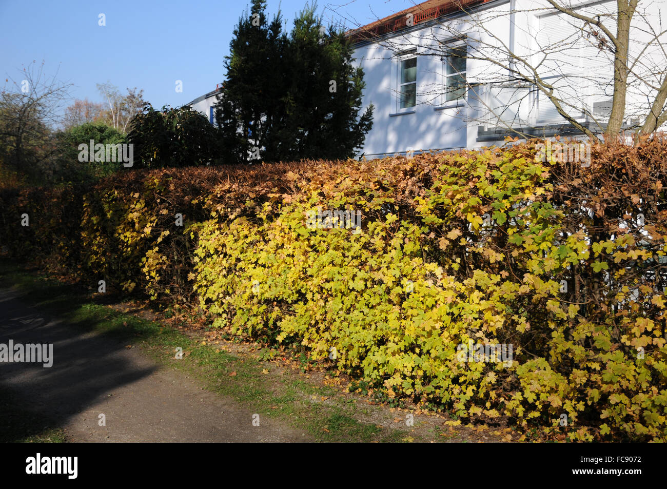 Field maple hedge hi-res stock photography and images - Alamy