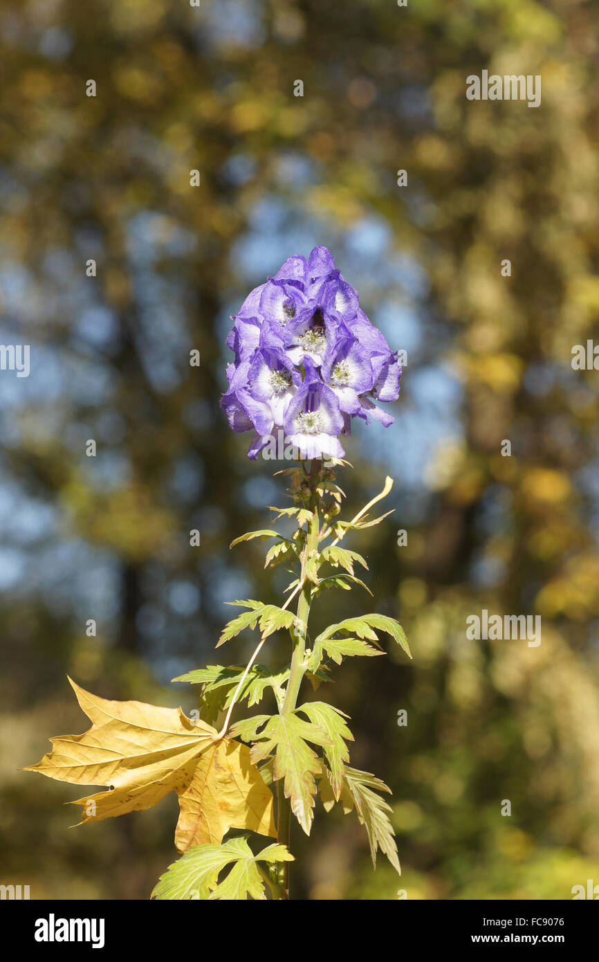 Indian Aconite High Resolution Stock Photography and Images - Alamy