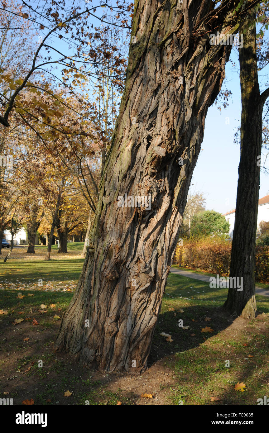Locust thorns hi-res stock photography and images - Alamy