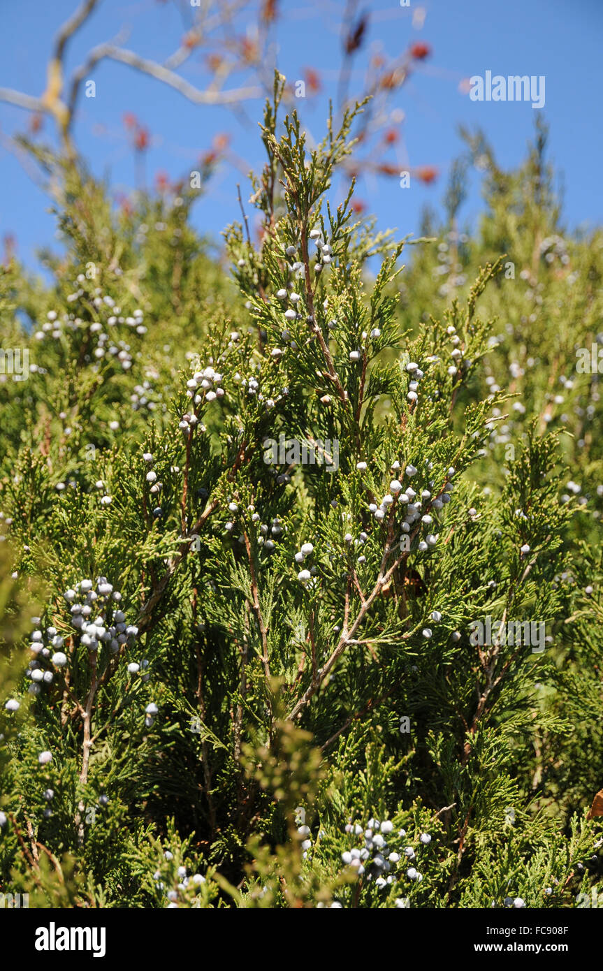 Eastern redcedar juniperus virginiana hi-res stock photography and ...