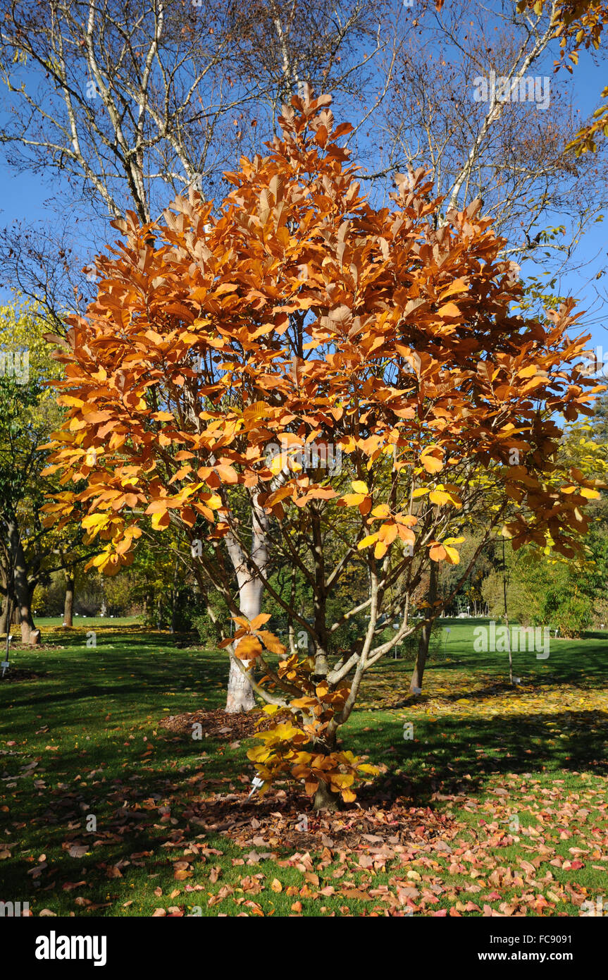 Armenian oak quercus pontica hi-res stock photography and images - Alamy