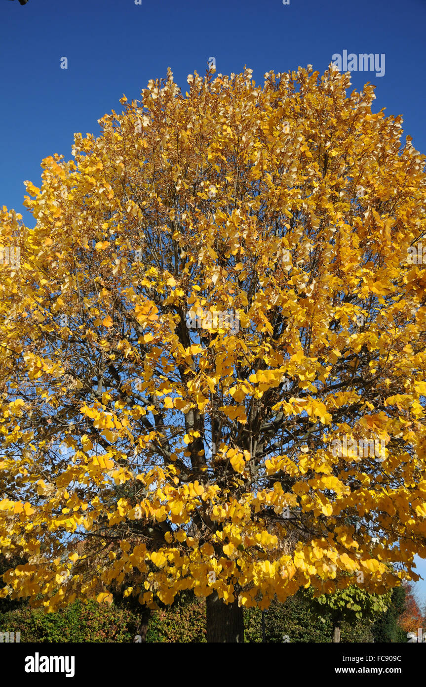 Silver linden tilia tomentosa flowers hi-res stock photography and ...