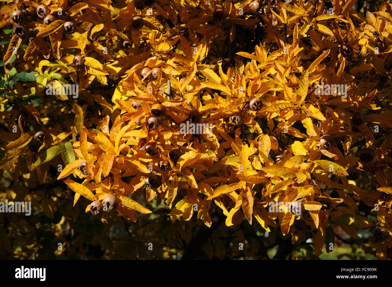 Indian medlar hi-res stock photography and images - Alamy