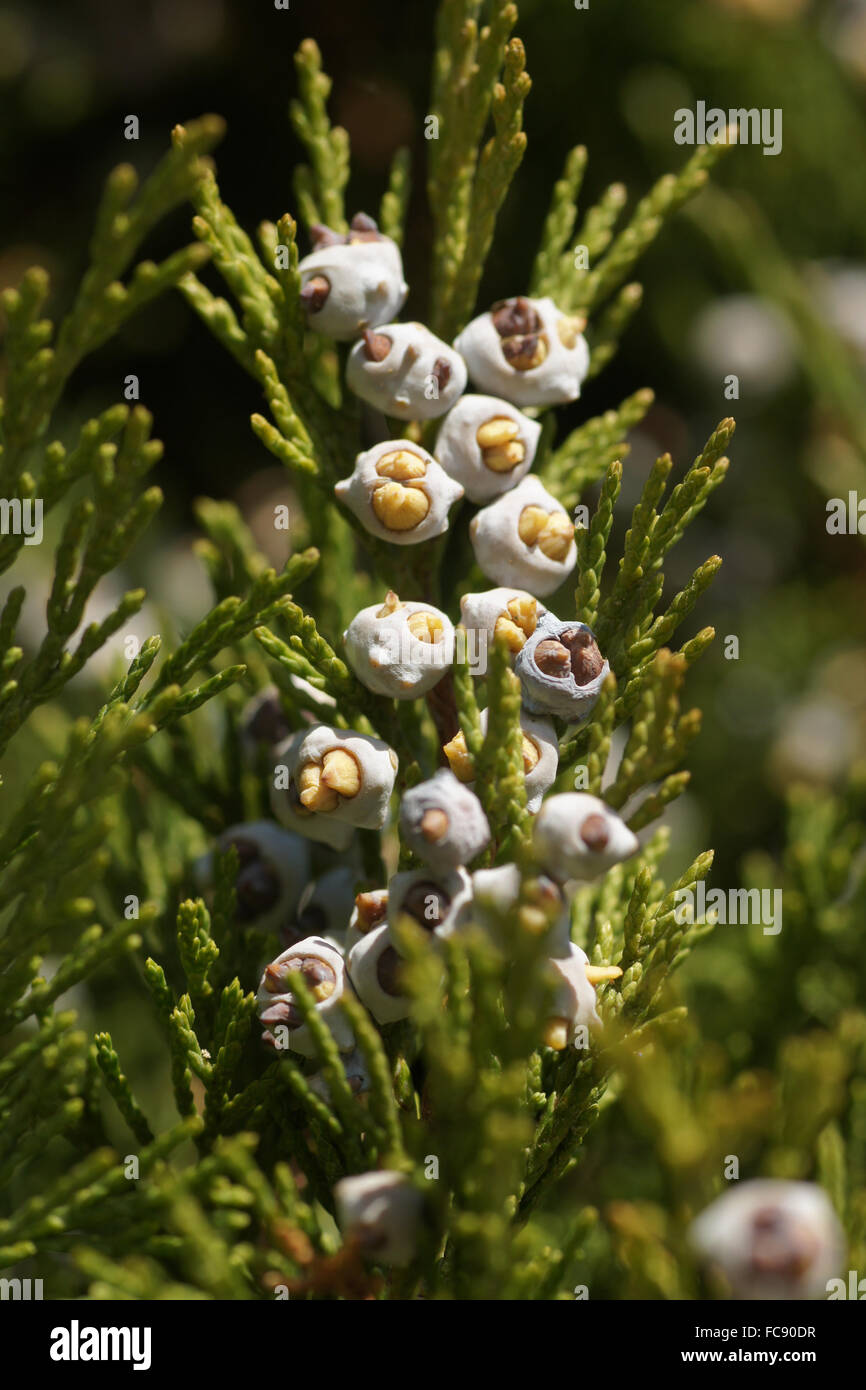 Eastern Redcedar Tree Stock Photos & Eastern Redcedar Tree Stock Images ...