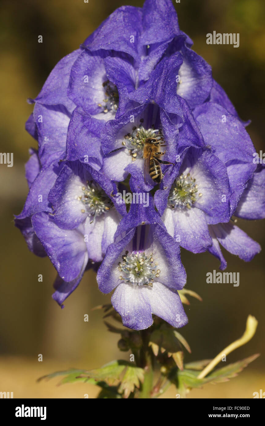 Indian aconite hi-res stock photography and images - Alamy