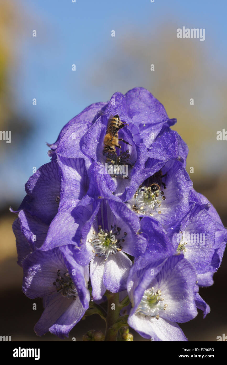 Indian aconite hi-res stock photography and images - Alamy