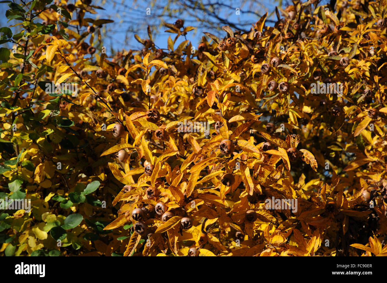 Indian medlar hi-res stock photography and images - Alamy