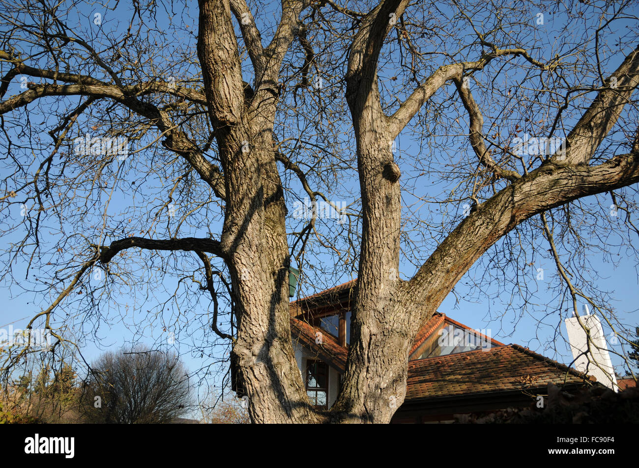 English walnut color hi-res stock photography and images - Alamy