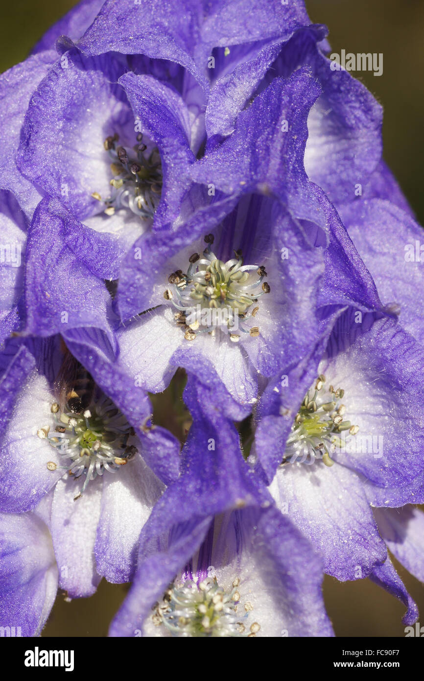 Indian aconite hi-res stock photography and images - Alamy