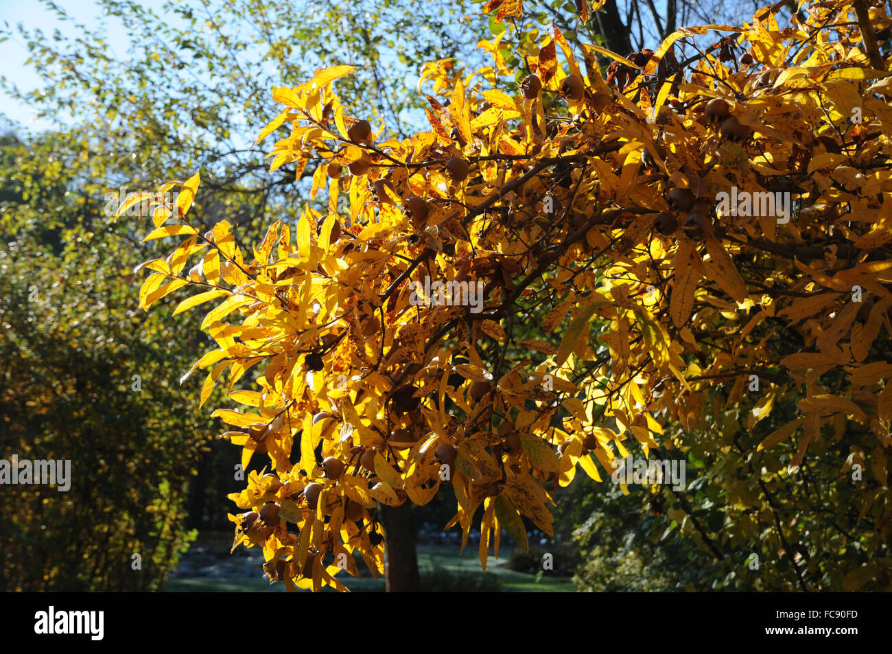 Indian medlar hi-res stock photography and images - Alamy