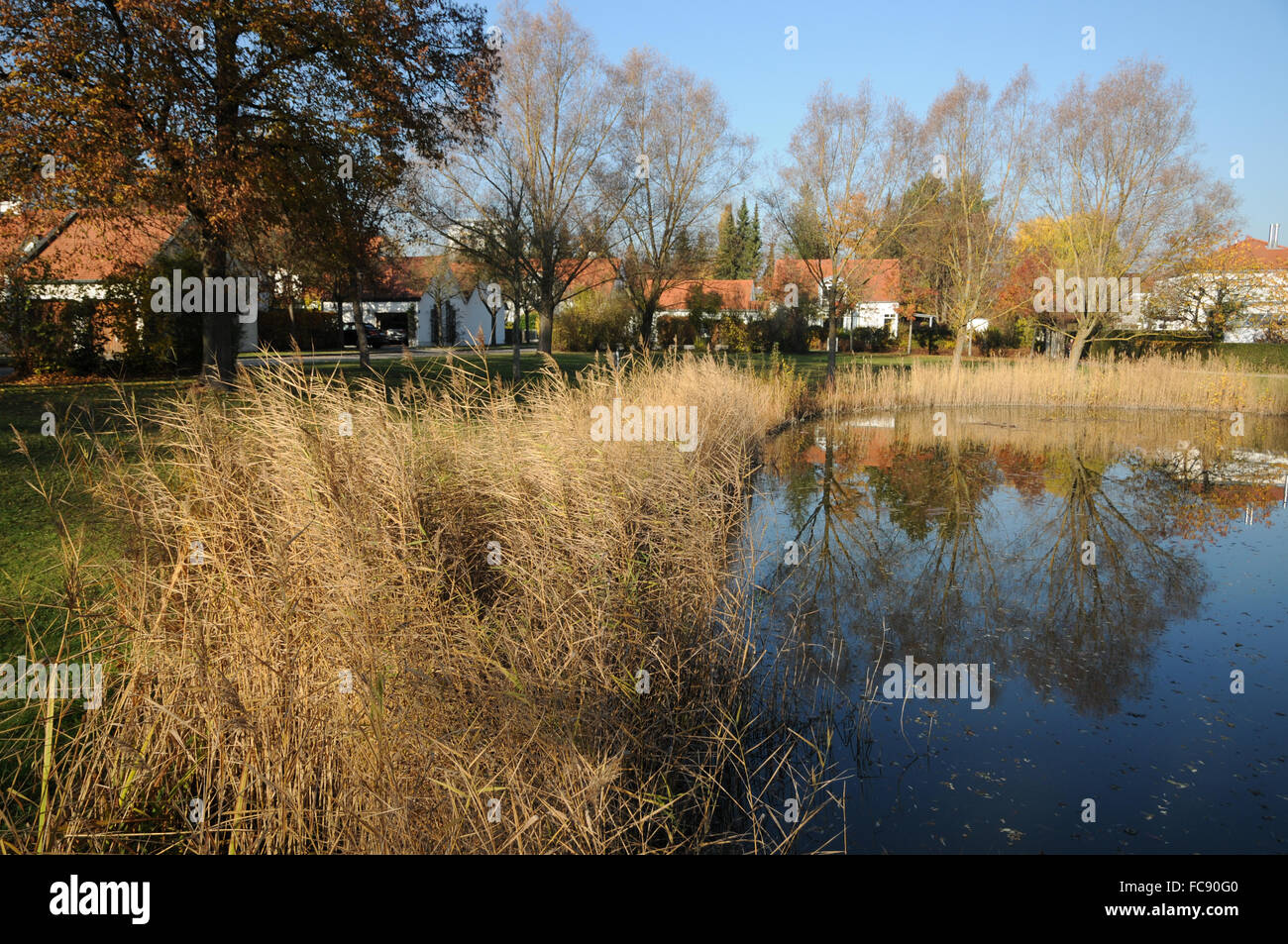 Indian flower reed hi-res stock photography and images - Alamy
