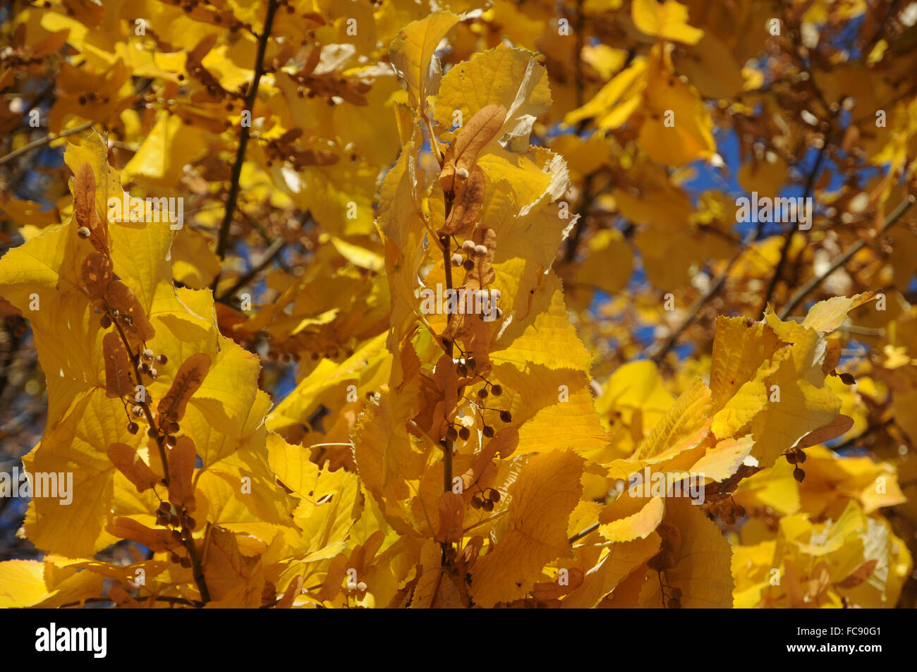 Silver lime tilia tomentosa hi-res stock photography and images - Alamy
