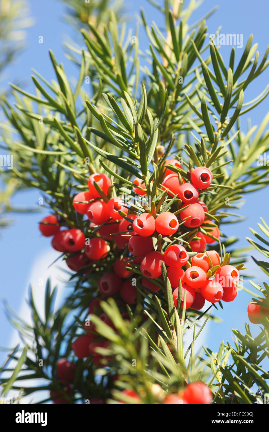 Yew trees with autumn leaves hi-res stock photography and images - Alamy