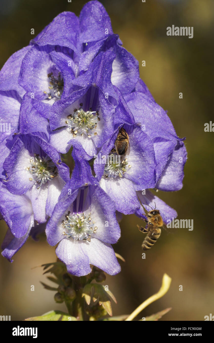 Indian aconite hi-res stock photography and images - Alamy