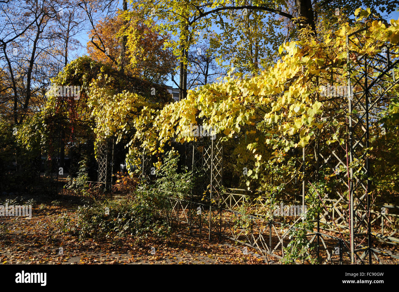 Pergola grapes fruits hi-res stock photography and images - Alamy